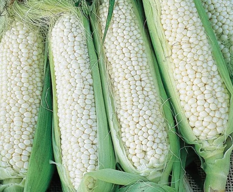 Shop – Murray Seed Co