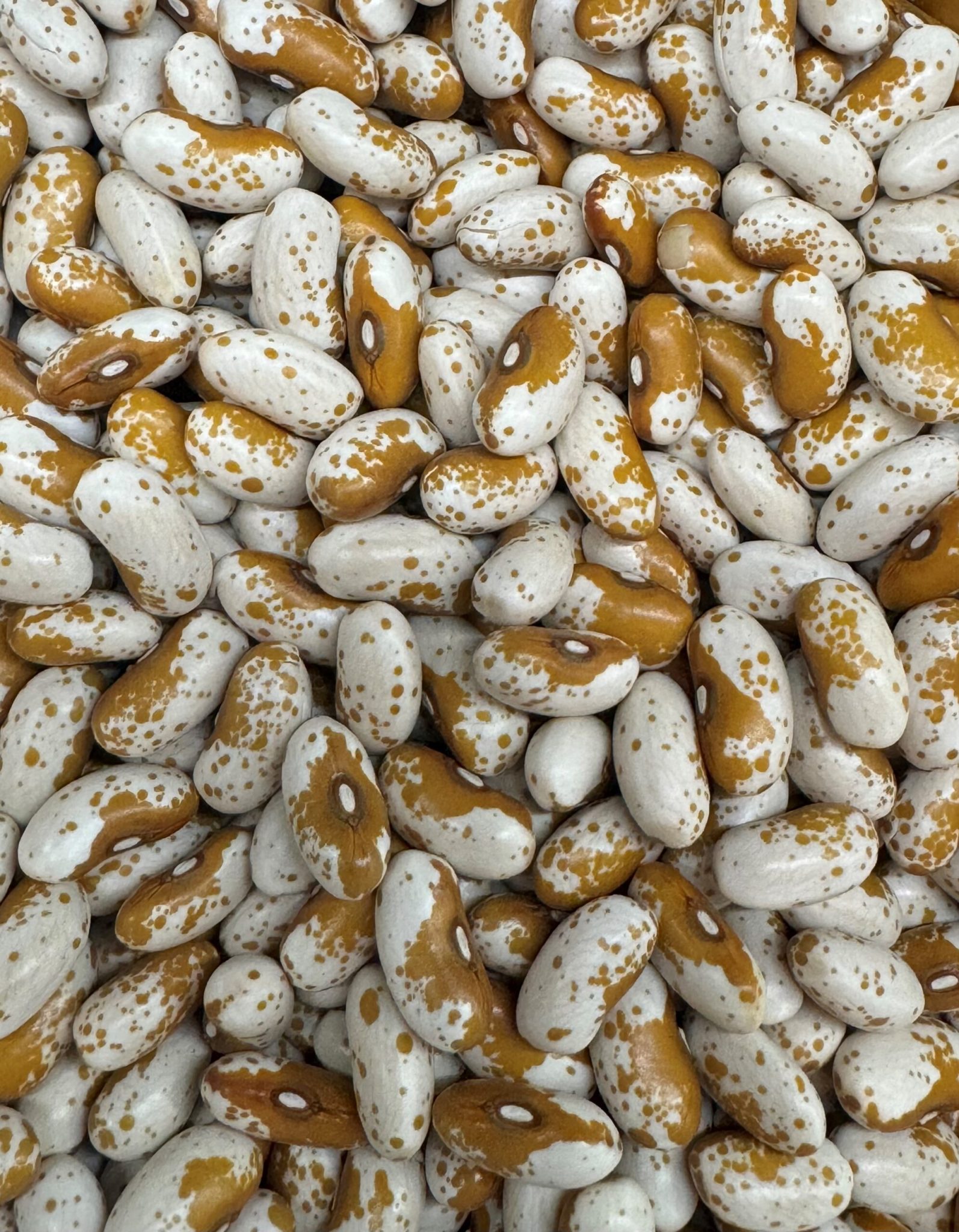 Shop – Murray Seed Co