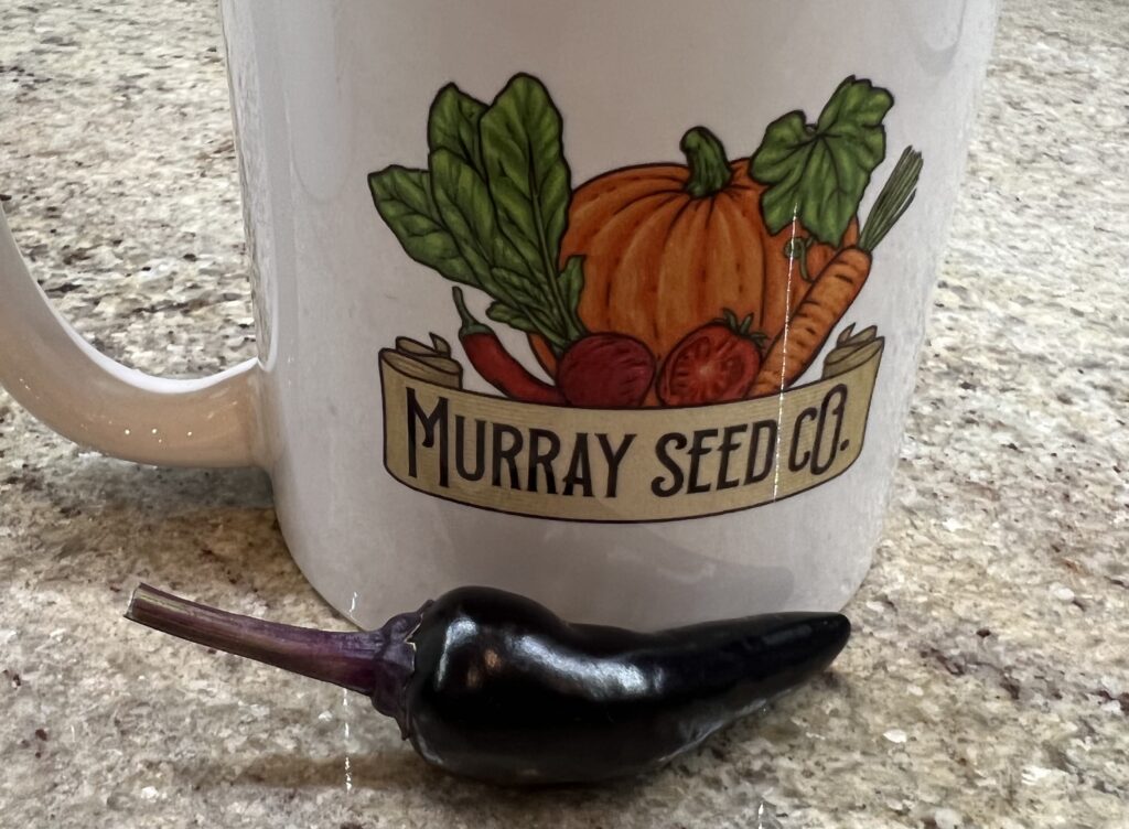 Black Hungarian Pepper Seeds | Hot | Heirloom – Murray Seed Co