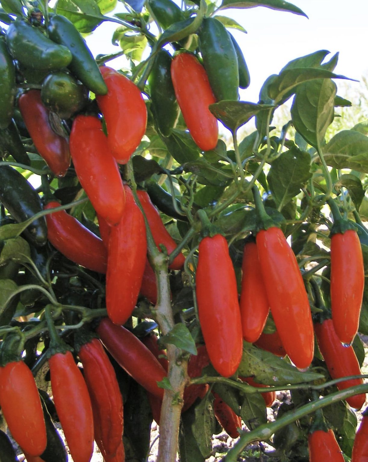 Orange Spice Jalapeno Pepper Seeds | Hot – Murray Seed Co