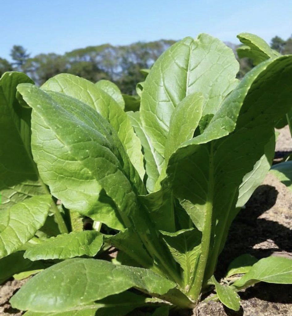 Asian Veggie Collection | Seeds – Murray Seed Co