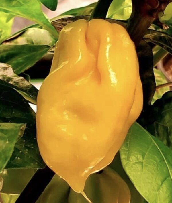 Lemon Habanero (Hot) Pepper Seeds – Murray Seed Co