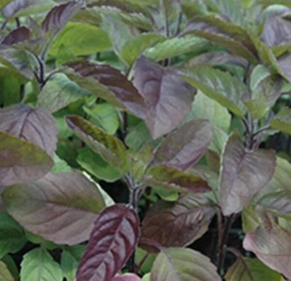 Red Leaf Holy Basil (Tulsi) Seeds – Murray Seed Co